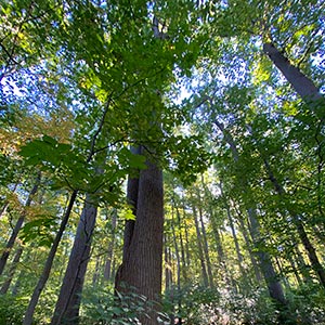 Earth Day, Every Day Webinar Series – Environmental Stewards