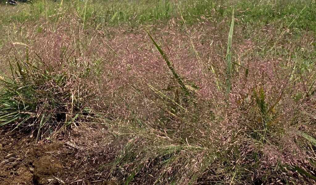 Invasive Species of the Month: Silvergrass – Environmental Stewards