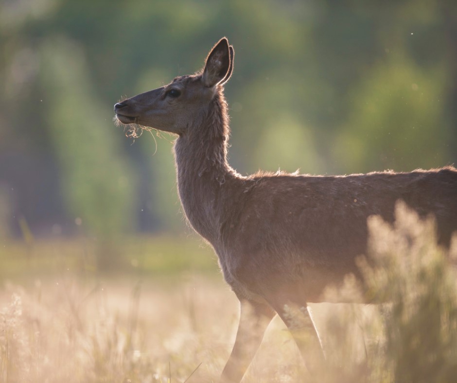 Environmental Stewards