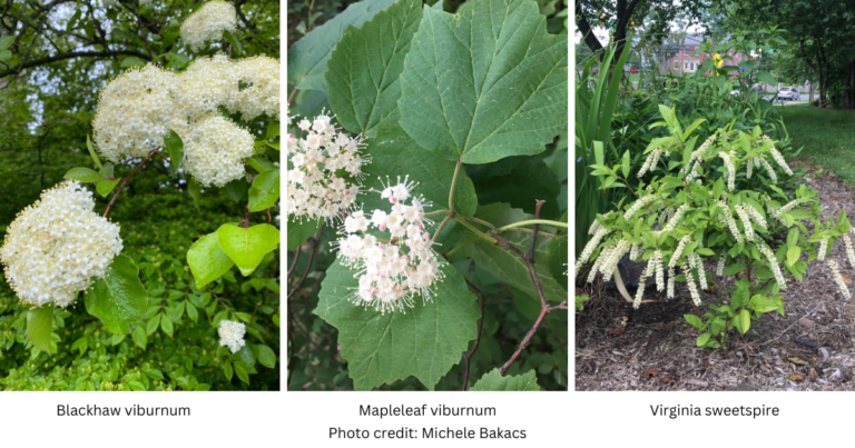 April Invasive Species of the Month: Jetbead – Environmental Stewards