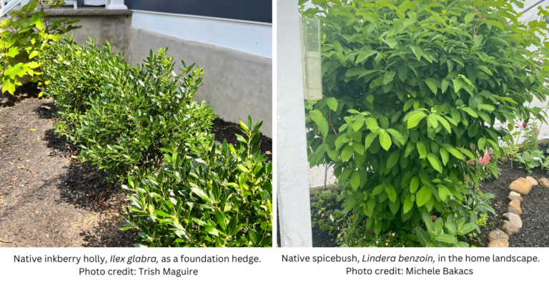 July Invasive Species of the Month: Privet – Environmental Stewards