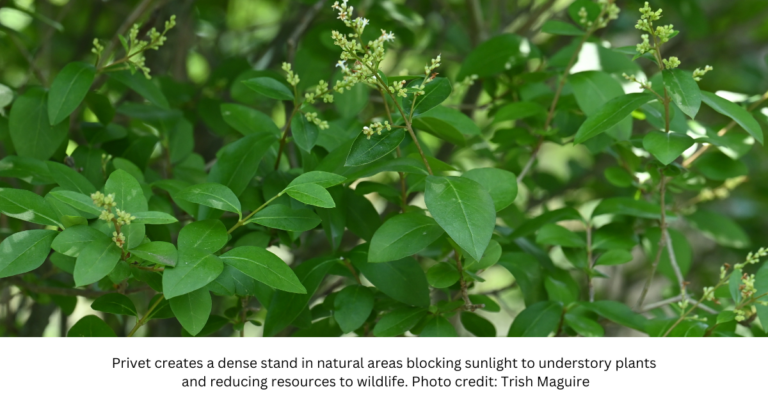 July Invasive Species of the Month: Privet – Environmental Stewards