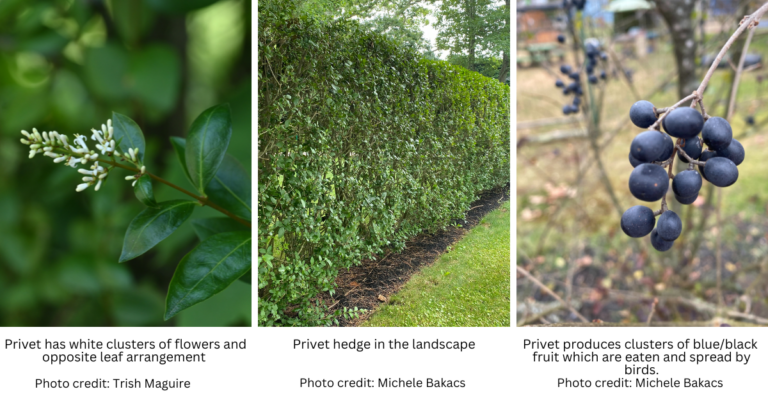 July Invasive Species of the Month: Privet – Environmental Stewards