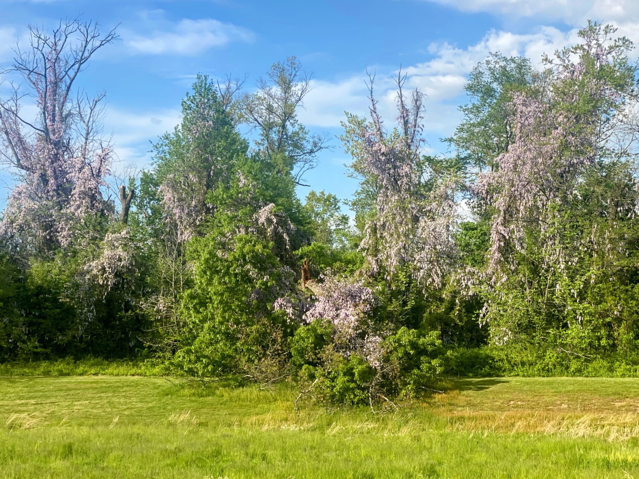 May Invasive Species of the Month: Wisteria – Environmental Stewards