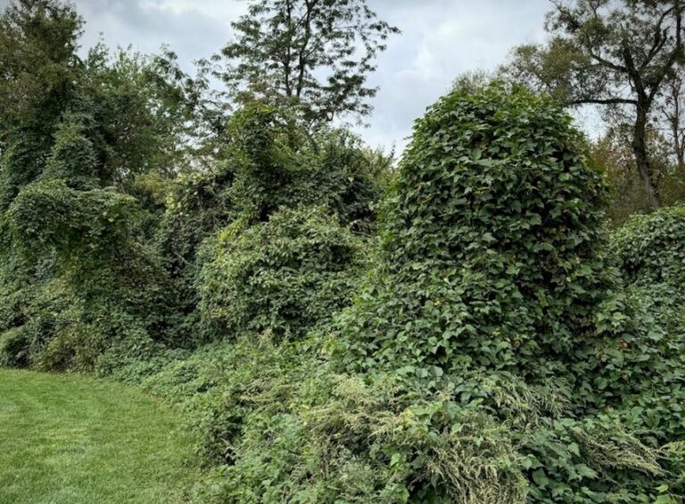 October Invasive Species of the Month: Porcelainberry – Environmental ...